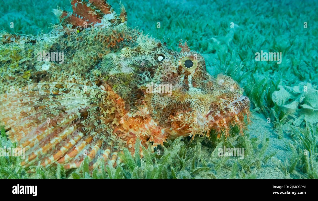 Scorpion fish lie on the reef. Bearded Scorpionfish (Scorpaenopsis ...