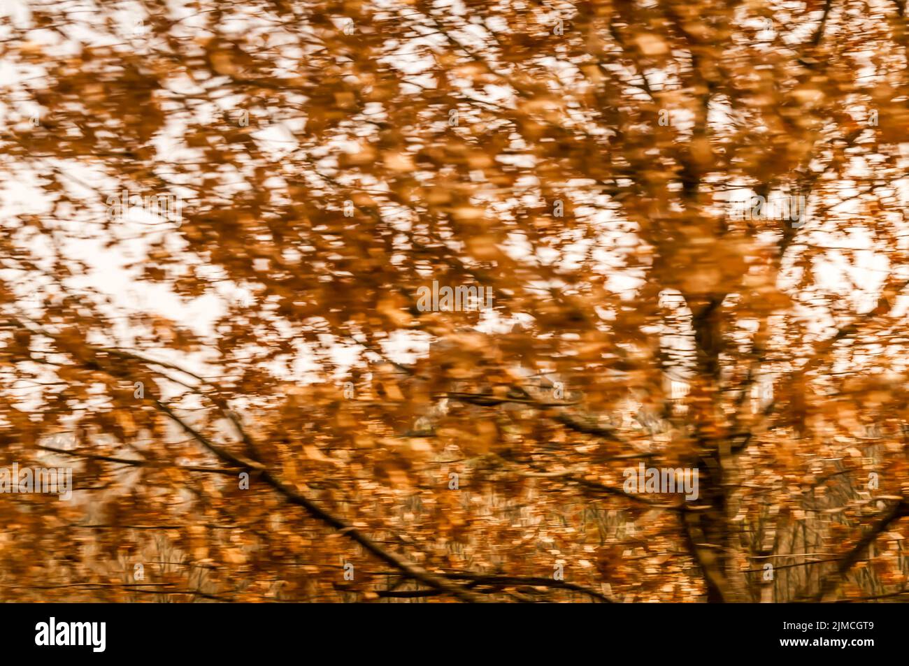 Abstract blurred background of motion blur autumn tree leaves. The concept of moving in nature ...
