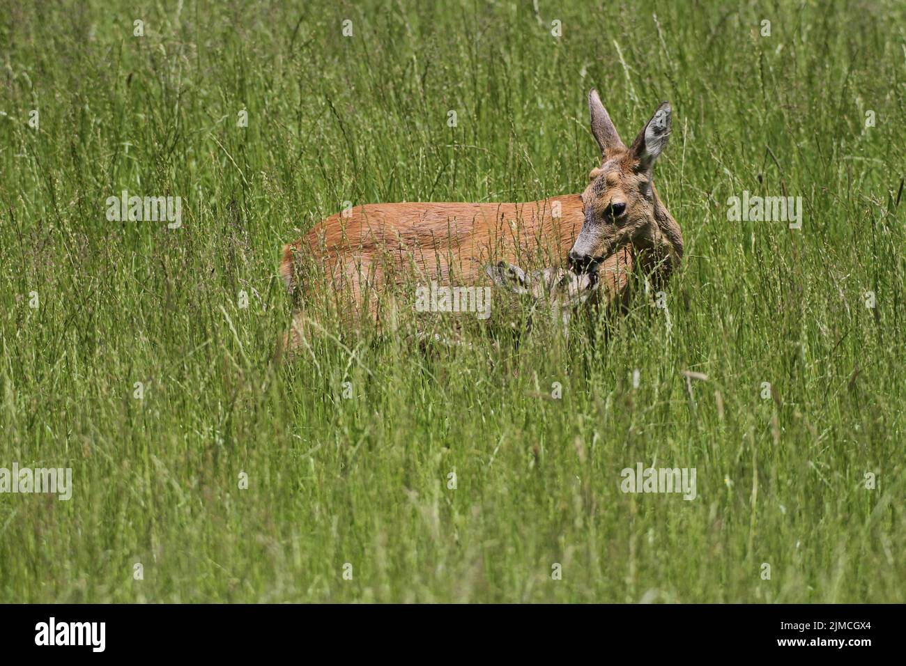 European roe deer (Capreolus capreolus) doe with antlers, so-called ...