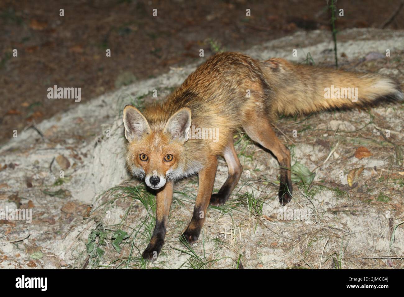 Red fox (Vulpes vulpes) secured at its den at night, flash photograph ...