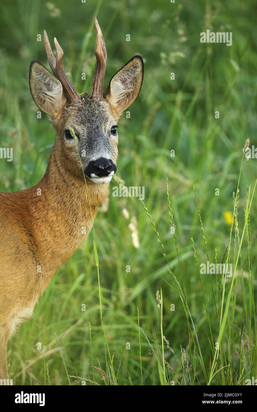 European roe deer (Capreolus capreolus) buck portrait, Allgaeu, Bavaria ...