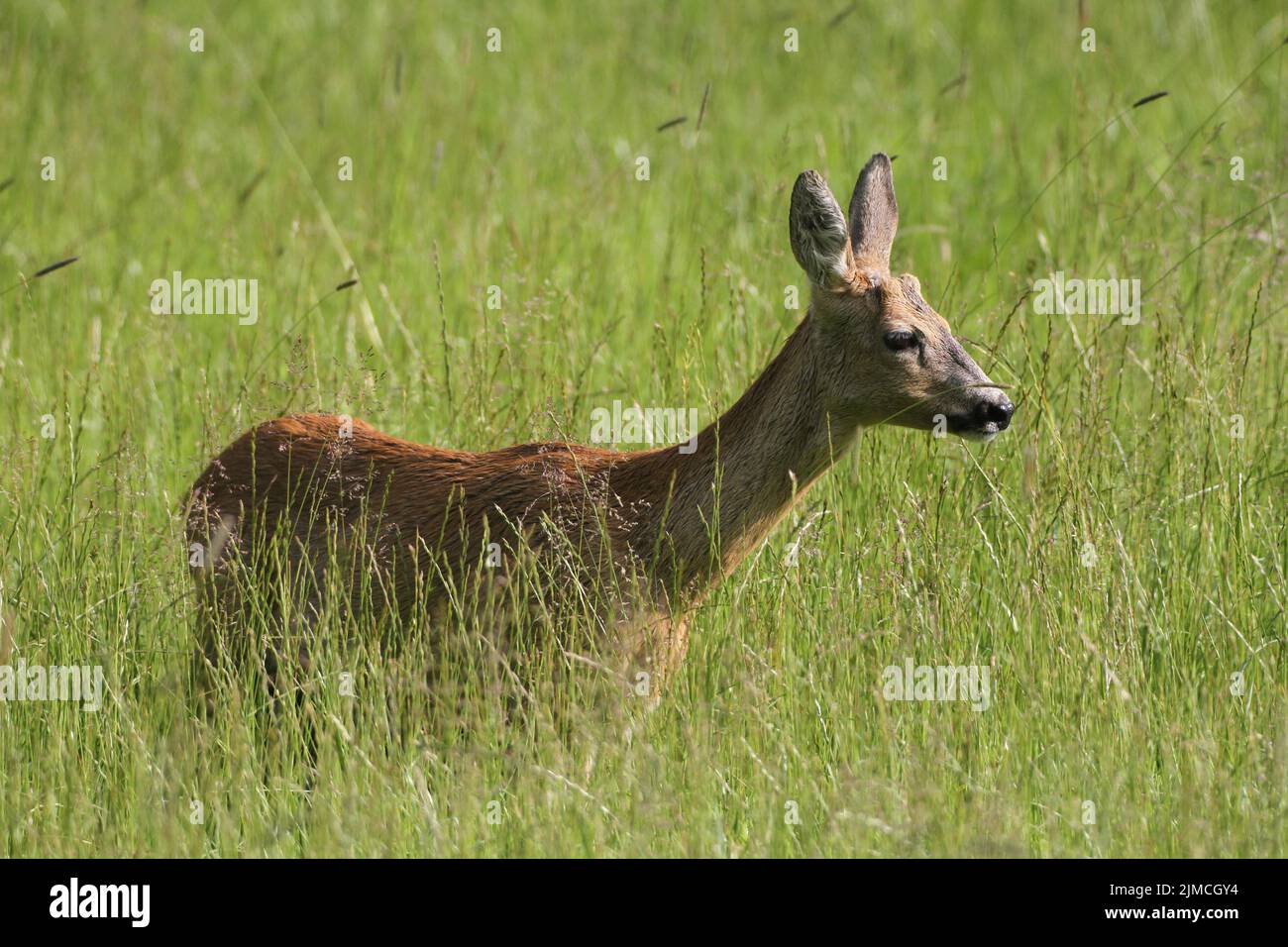 European roe deer (Capreolus capreolus) doe with antlers, so-called ...