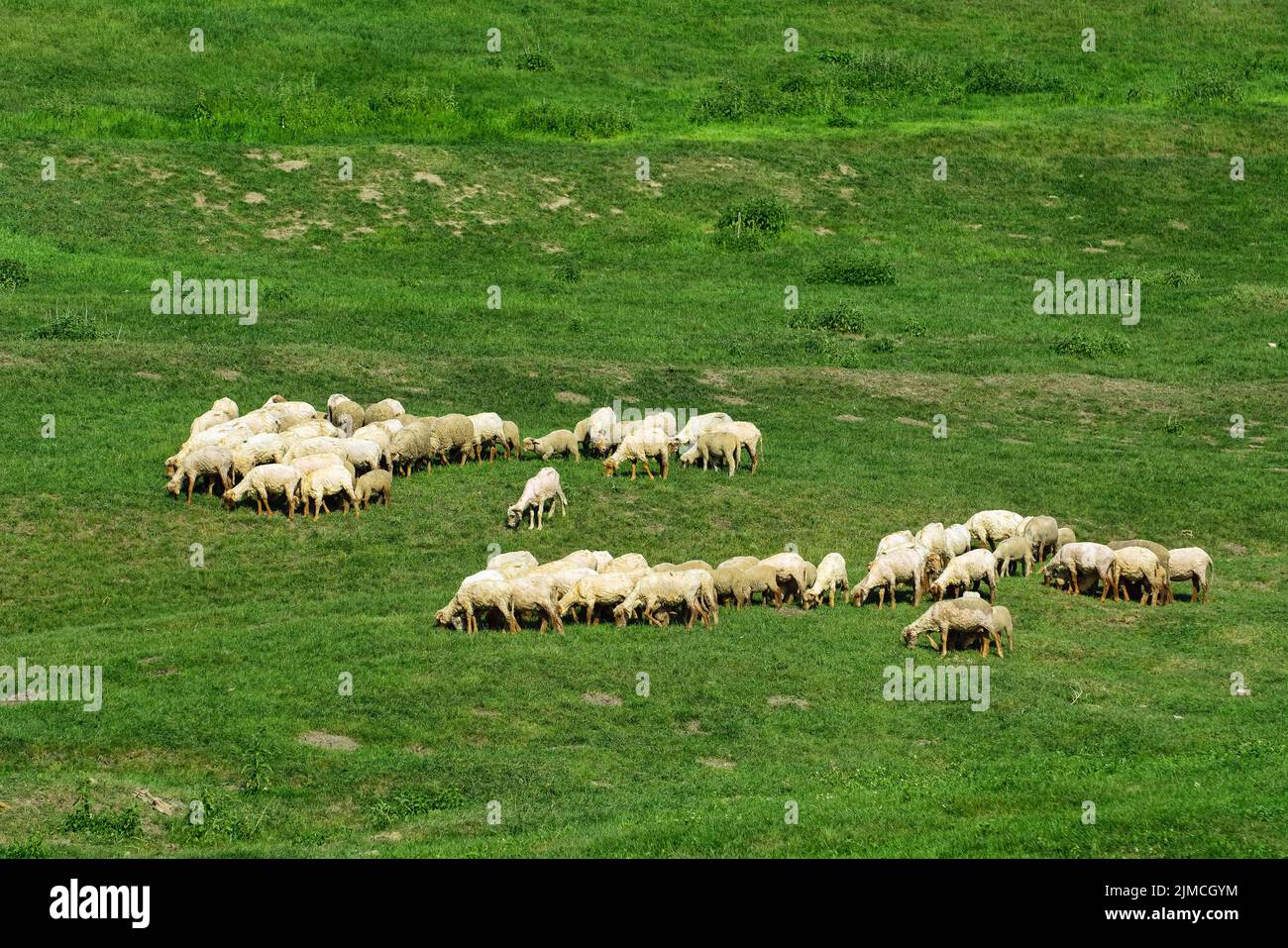 Lawn mammals hi-res stock photography and images - Alamy