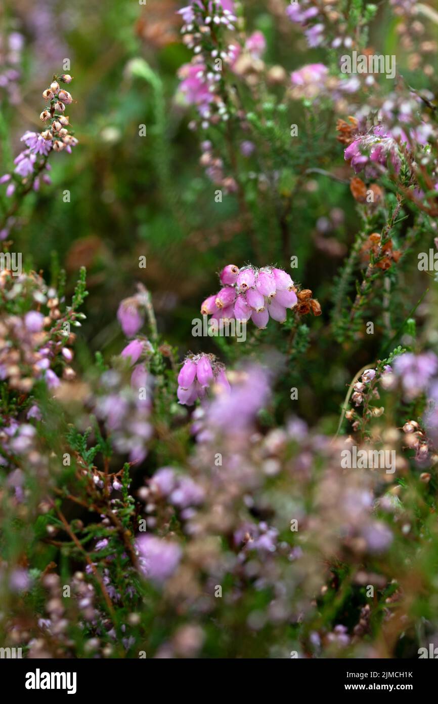 Common heather (Calluna vulgaris) associated with cross-leaved heath ...