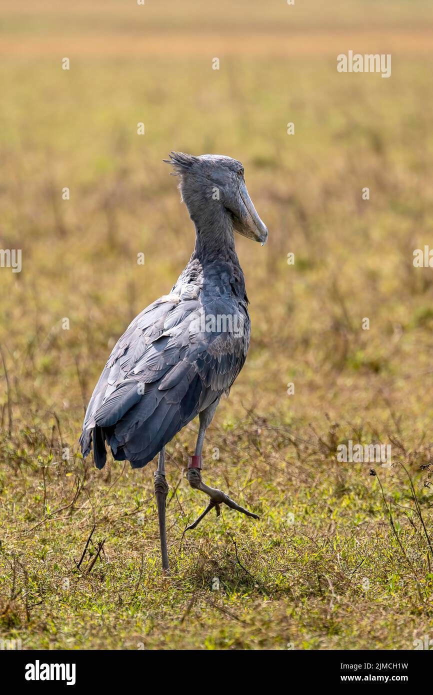 Shoebill (Balaeniceps rex), also Abu Markub, strides through the ...