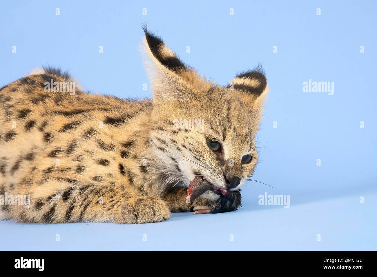 Serval (Leptailurus serval), eats mouse, animal portrait, lying, young ...