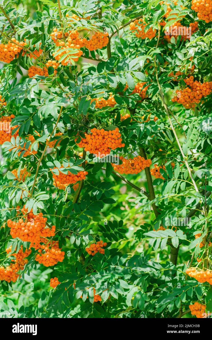 European rowan fruit Stock Photo - Alamy