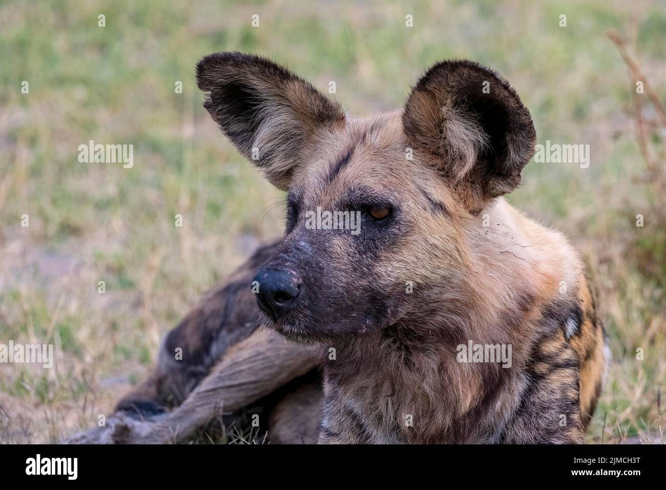 African wild dog (Lycaon pictus), animal portrait, Moremi Game Reserve ...