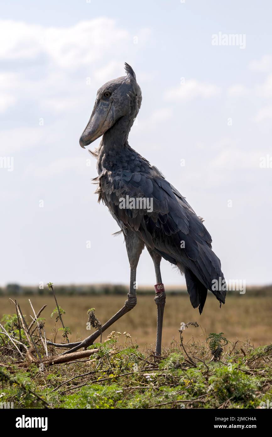 Shoebill (Balaeniceps rex), also Abu Markub, Bangweulu Swamps, Zambia ...