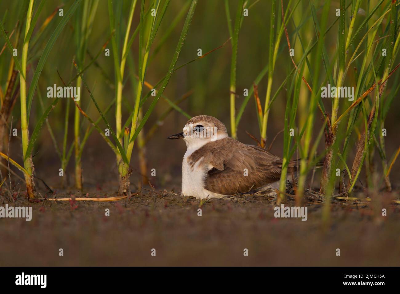 Kentish Kentish Plover (Charadrius alexandrinus) Female breeding on ...