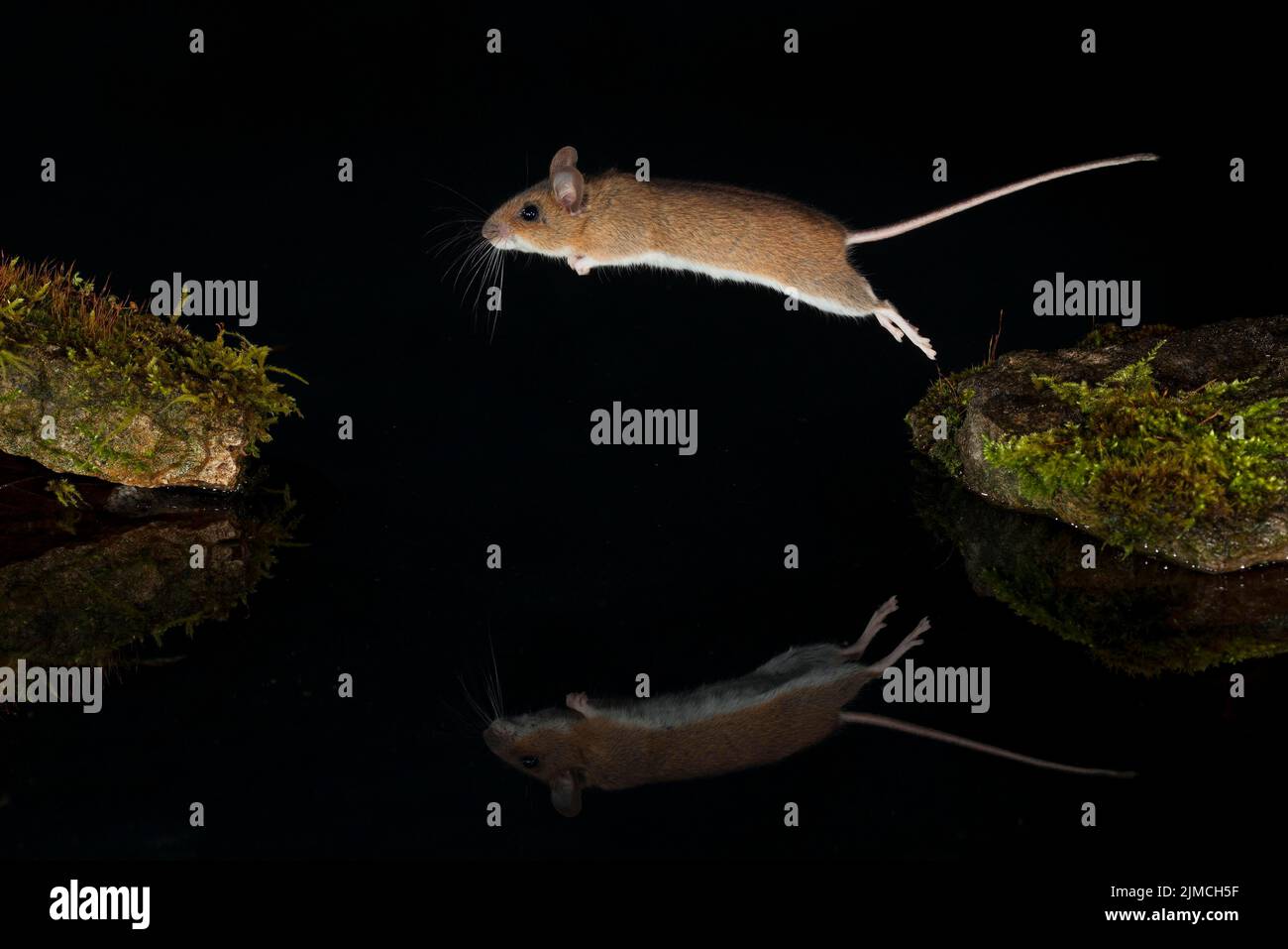 Yellow-necked mouse (Apodemus flavicollis) jumping over water surface ...