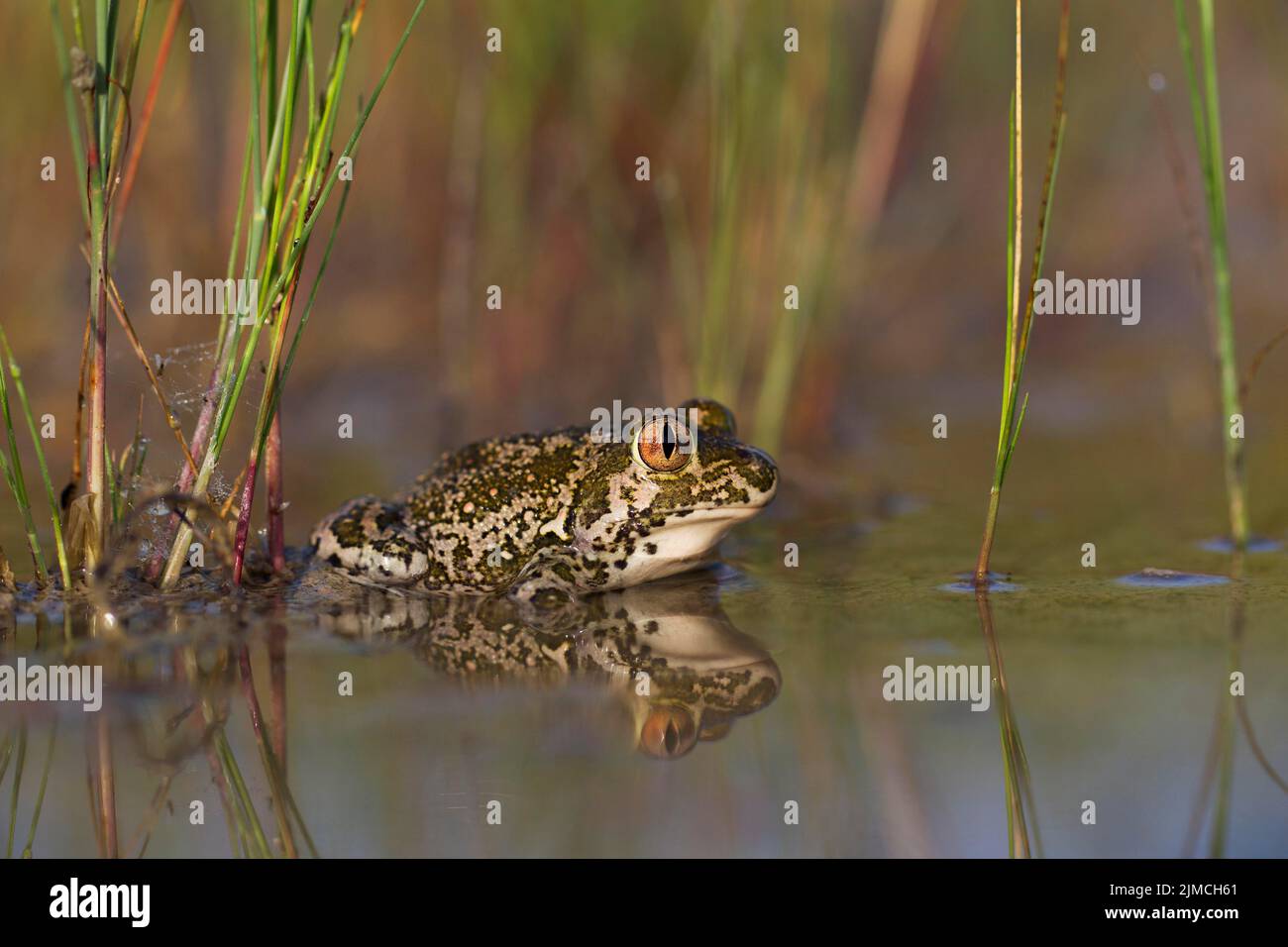 Syrian spadefoot (Pelobates syriacus), Danube Delta Biosphere Reserve ...