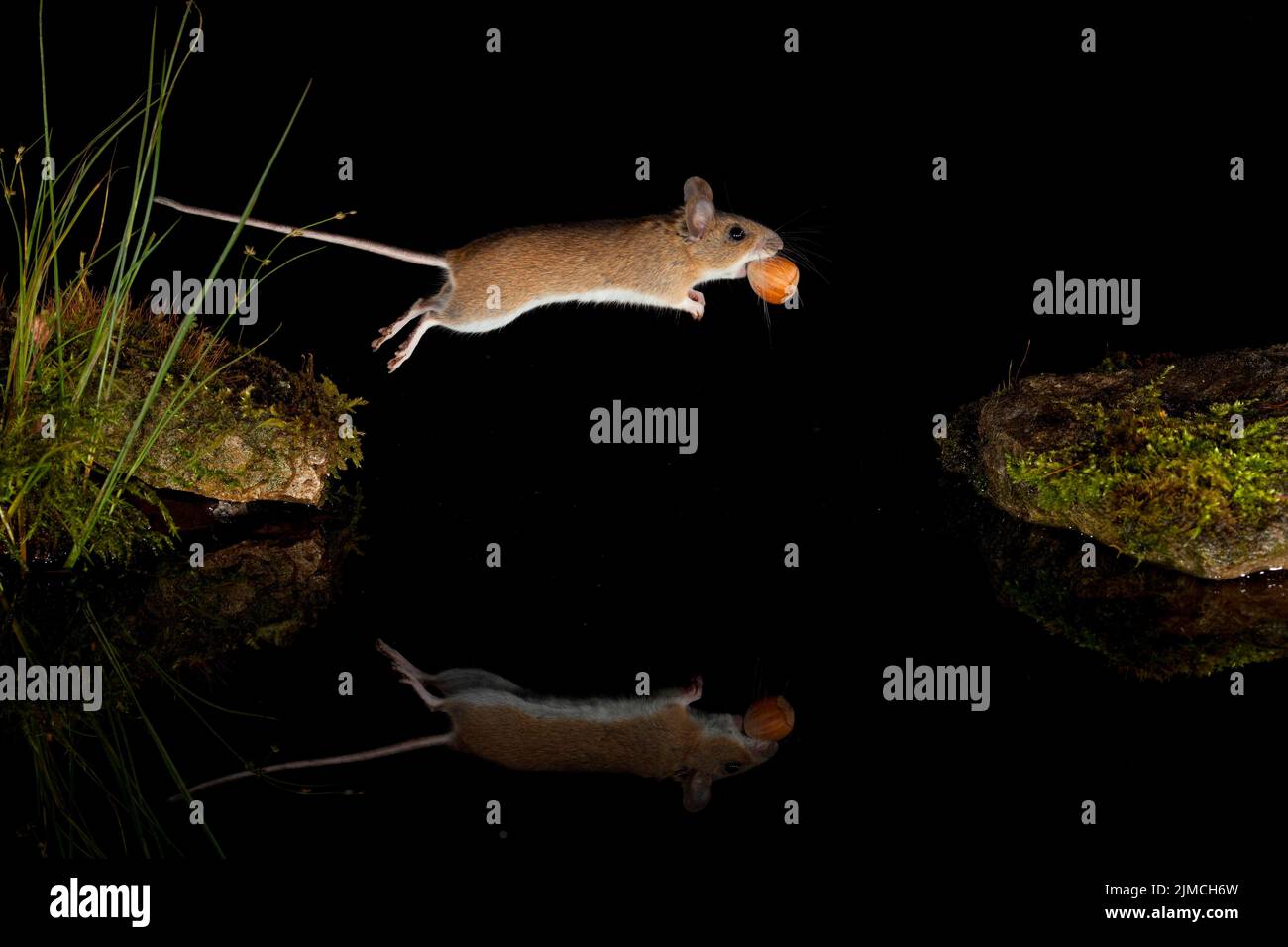 Yellow-necked mouse (Apodemus flavicollis) jumping with hazelnut over ...