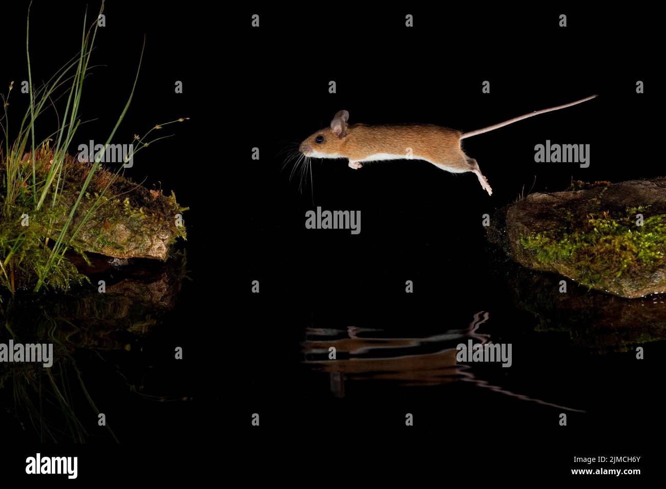 Mouse image hi-res stock photography and images - Alamy