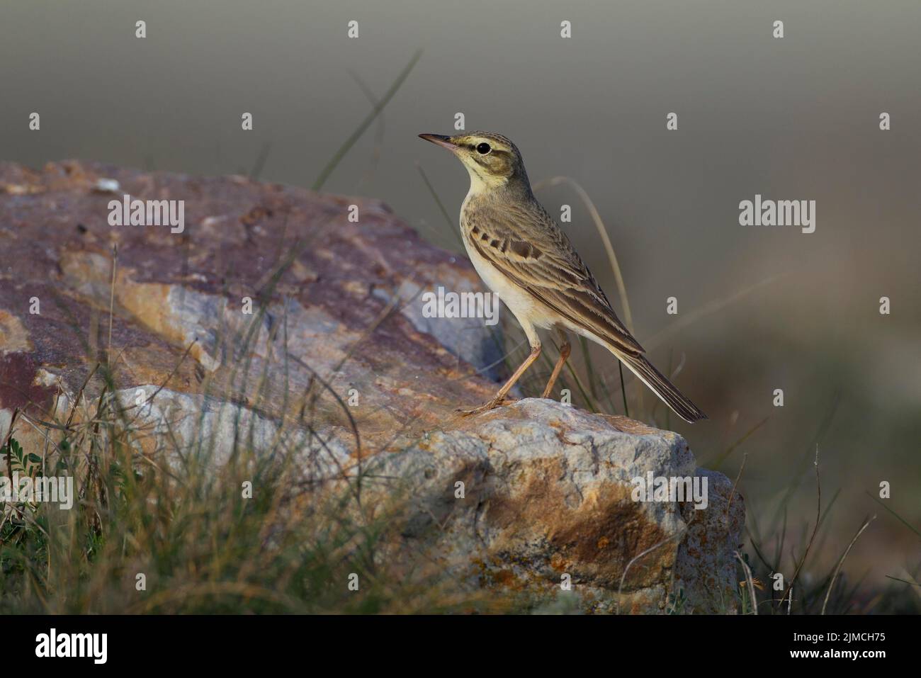 Tawny Pipit (Anthus campestris) on the ground of a grassy steppe ...