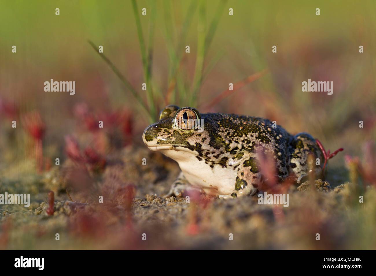Syrian spadefoot (Pelobates syriacus), Danube Delta Biosphere Reserve ...