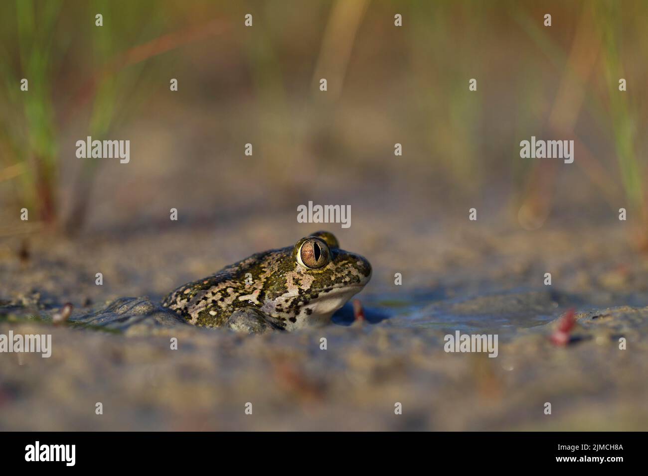 Syrian spadefoot (Pelobates syriacus) burrows into soil, Danube Delta ...
