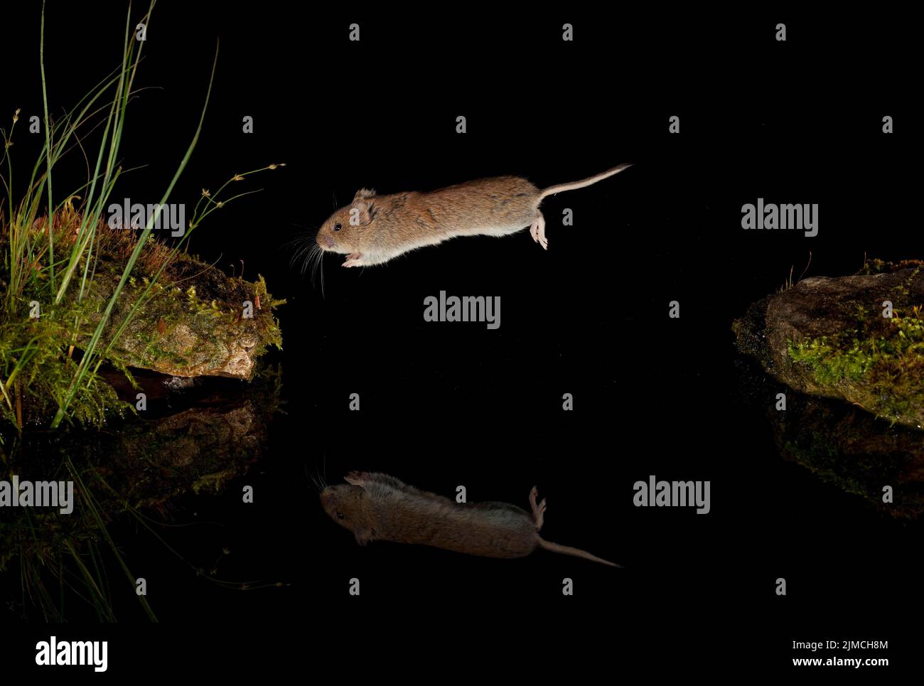 Jumping water vole hi-res stock photography and images - Alamy