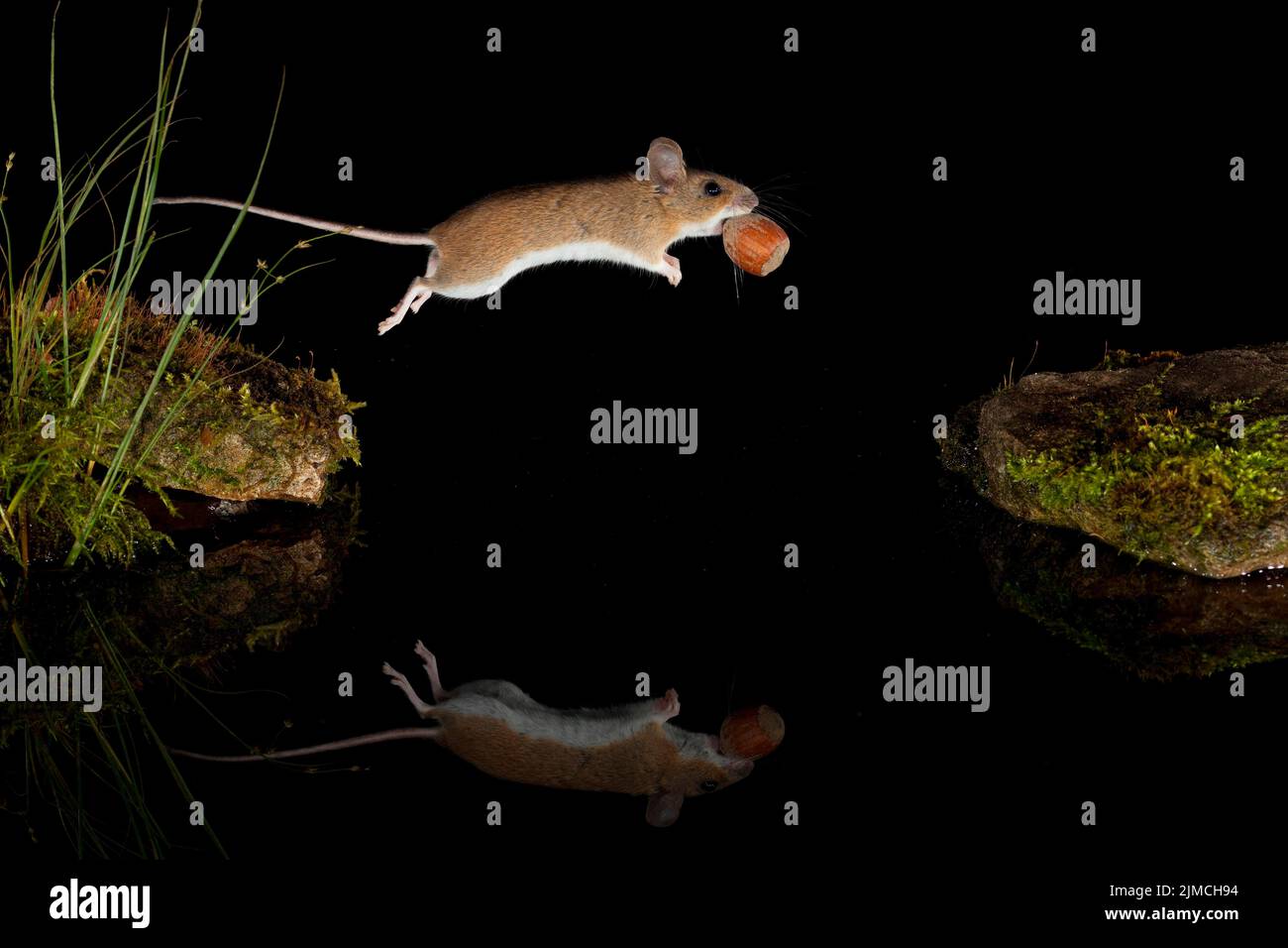 Yellow-necked mouse (Apodemus flavicollis) jumping with hazelnut over ...