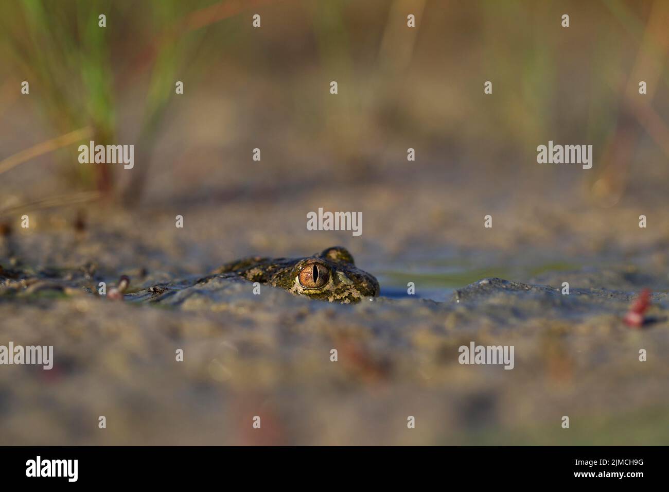 Syrian spadefoot (Pelobates syriacus) burrows into soil, Danube Delta ...