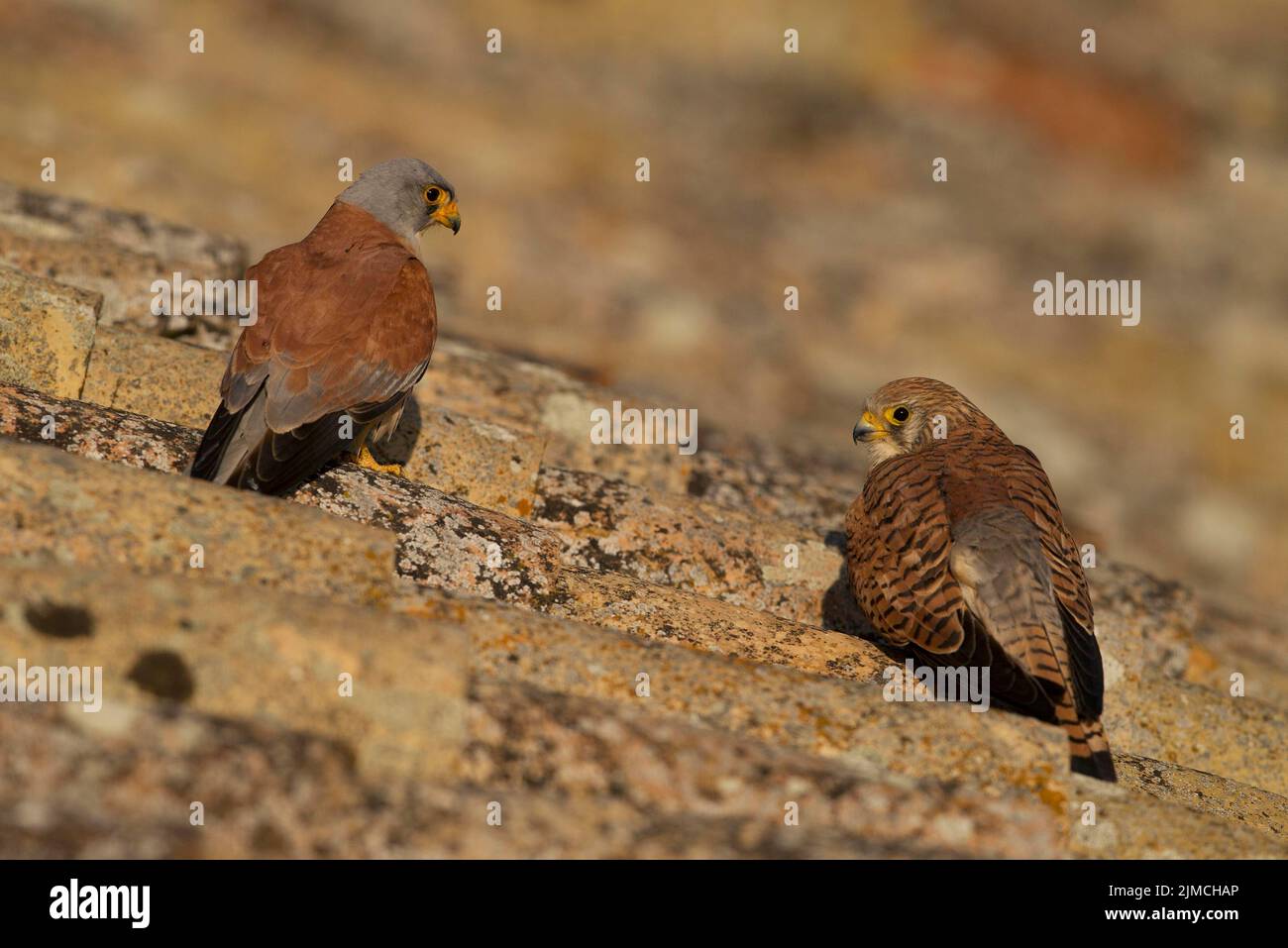 Lesser Kestrel (Falco naumanni), pair on tiled roof, Extremadura, Spain ...