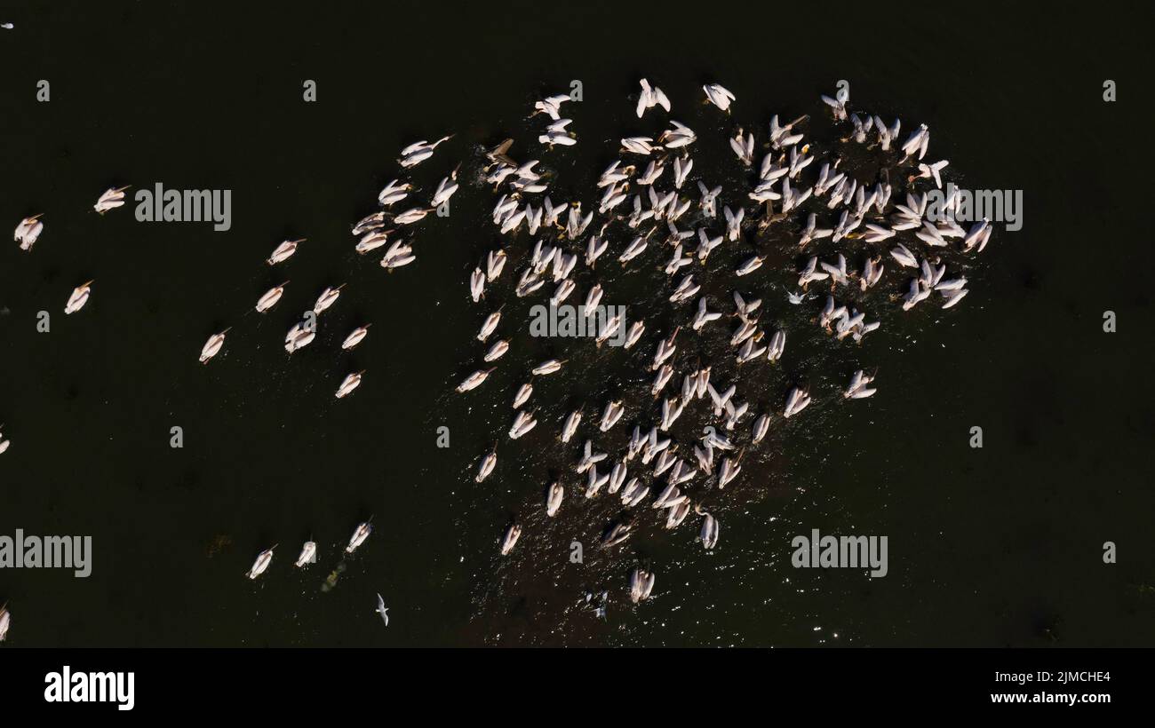 Great white pelican (Pelecanus onocrotalus), group fishing, drone shot ...