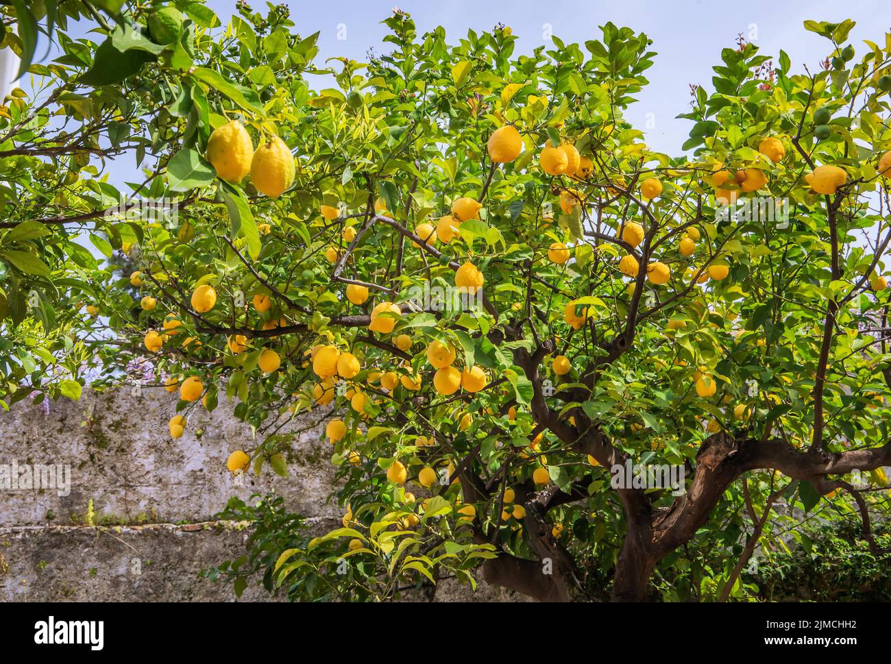 Lemons, lemon tree in a garden, Taormina, east coast, Sicily, Italy ...