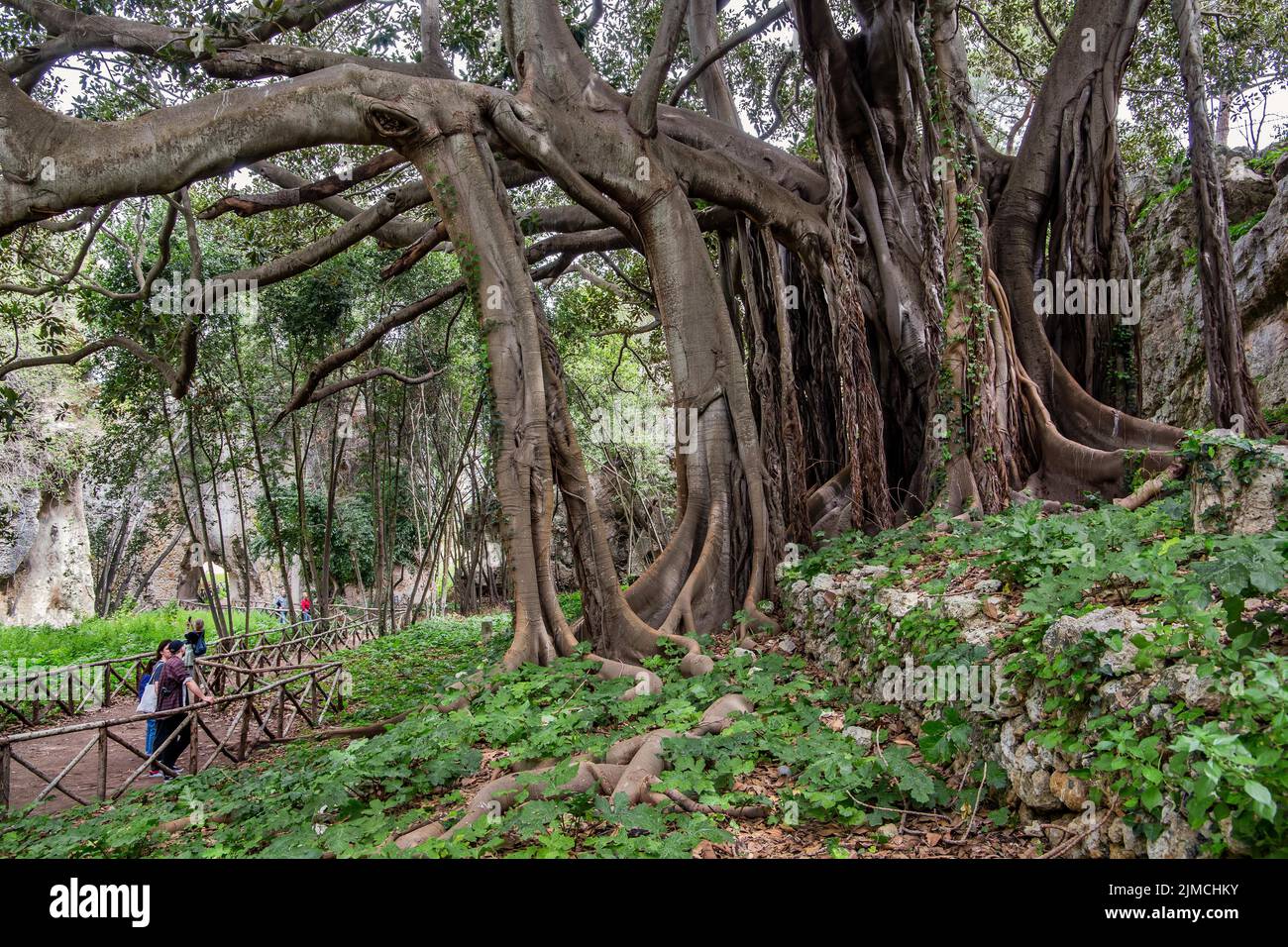 Large-leaved old fig tree with aerial roots in the Parco Archeologico ...