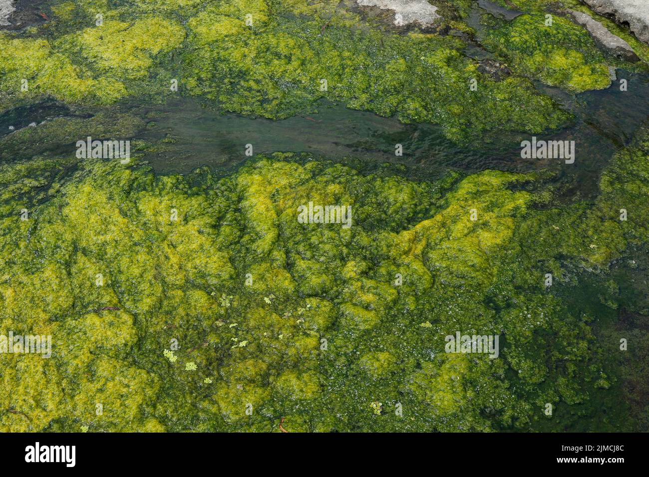 Environment, algae formation in the river, Province of Quebec, Canada ...