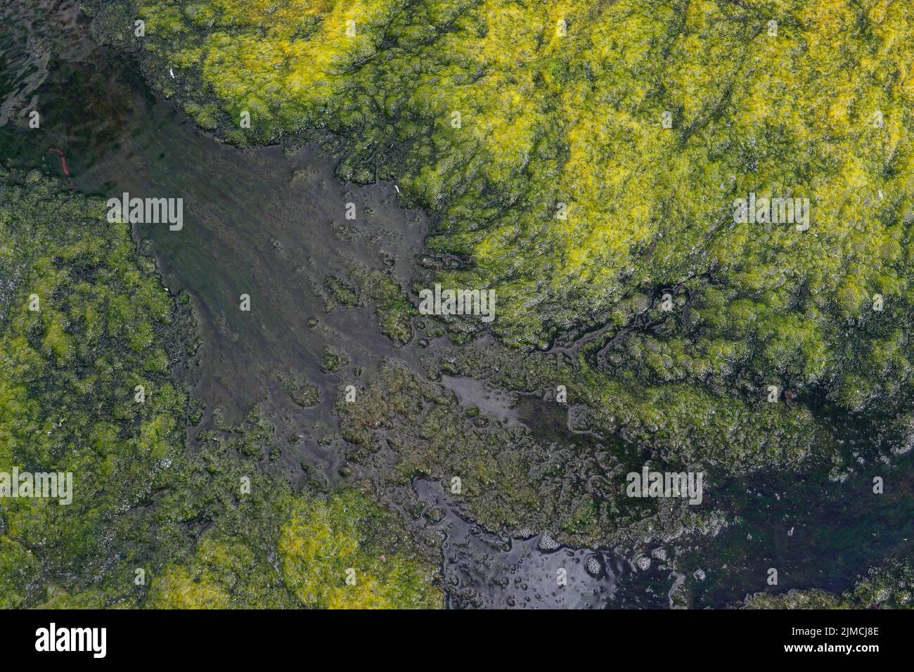 Environment, algae formation in the river, Province of Quebec, Canada ...