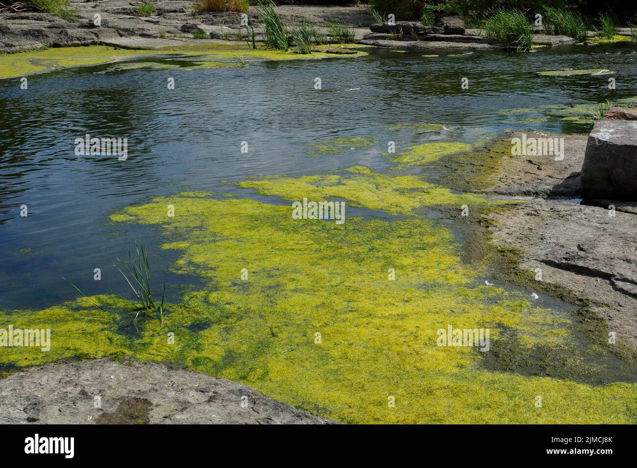 Environment, algae formation in the river, Province of Quebec, Canada ...