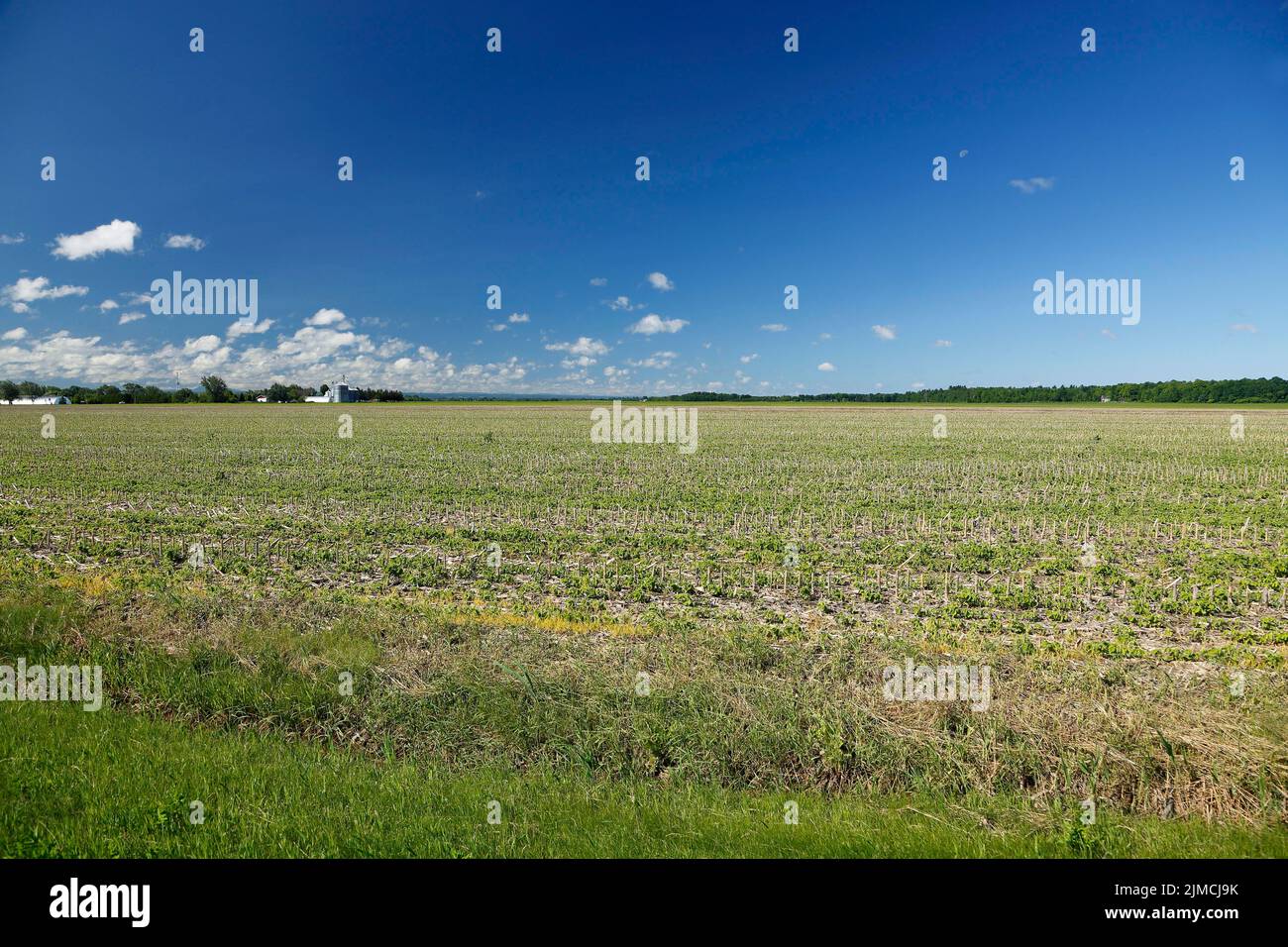 Field, farmland landscape, Province of Quebec, Canada Stock Photo - Alamy
