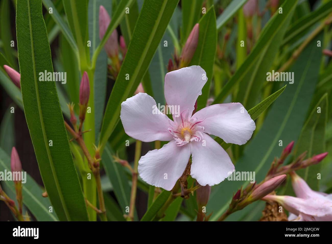 Flowering oleander (Nerium oleander), Bavaria, Germany Stock Photo - Alamy