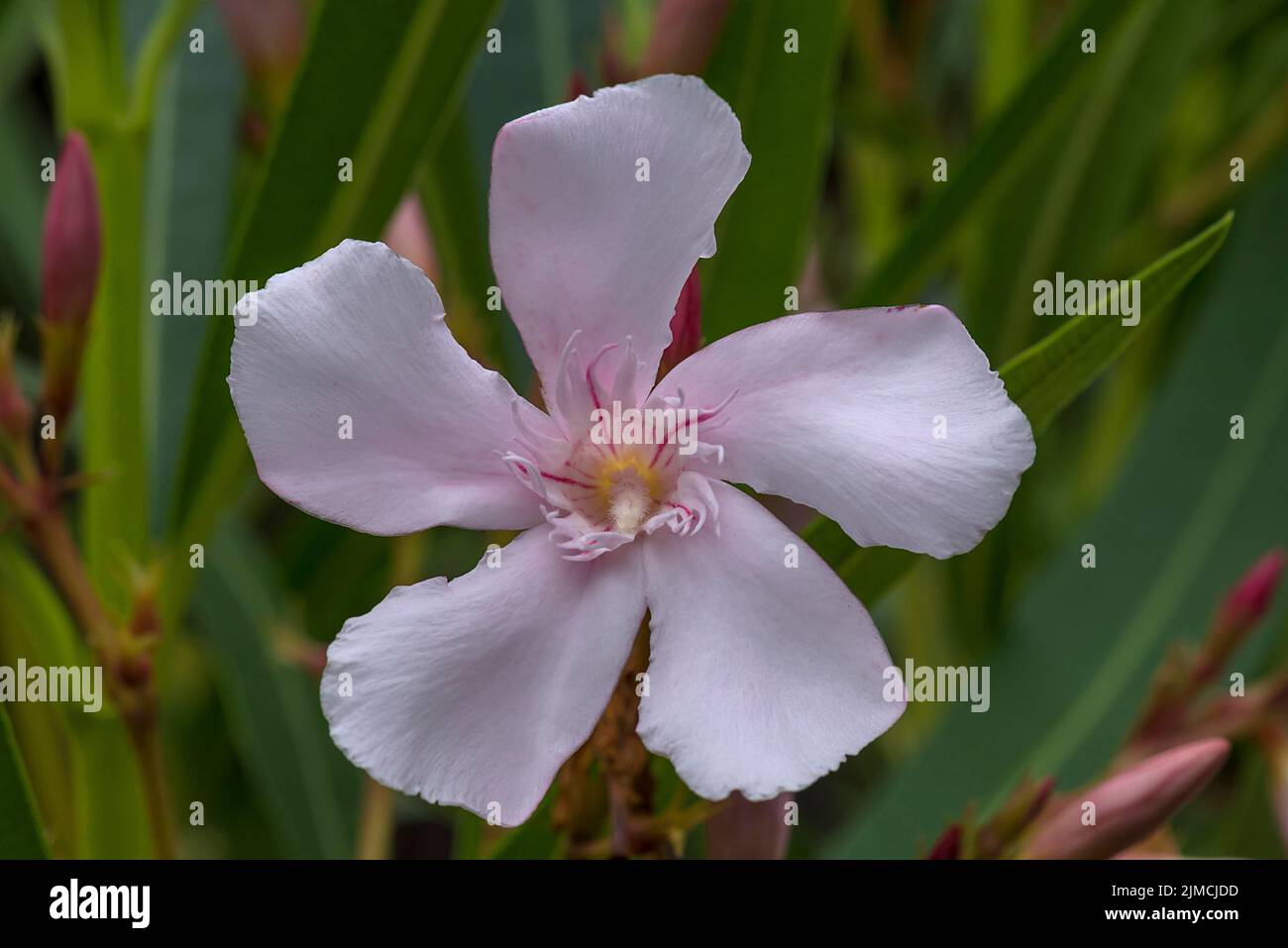 Flower of oleander (Nerium oleander), Bavaria, Germany Stock Photo - Alamy