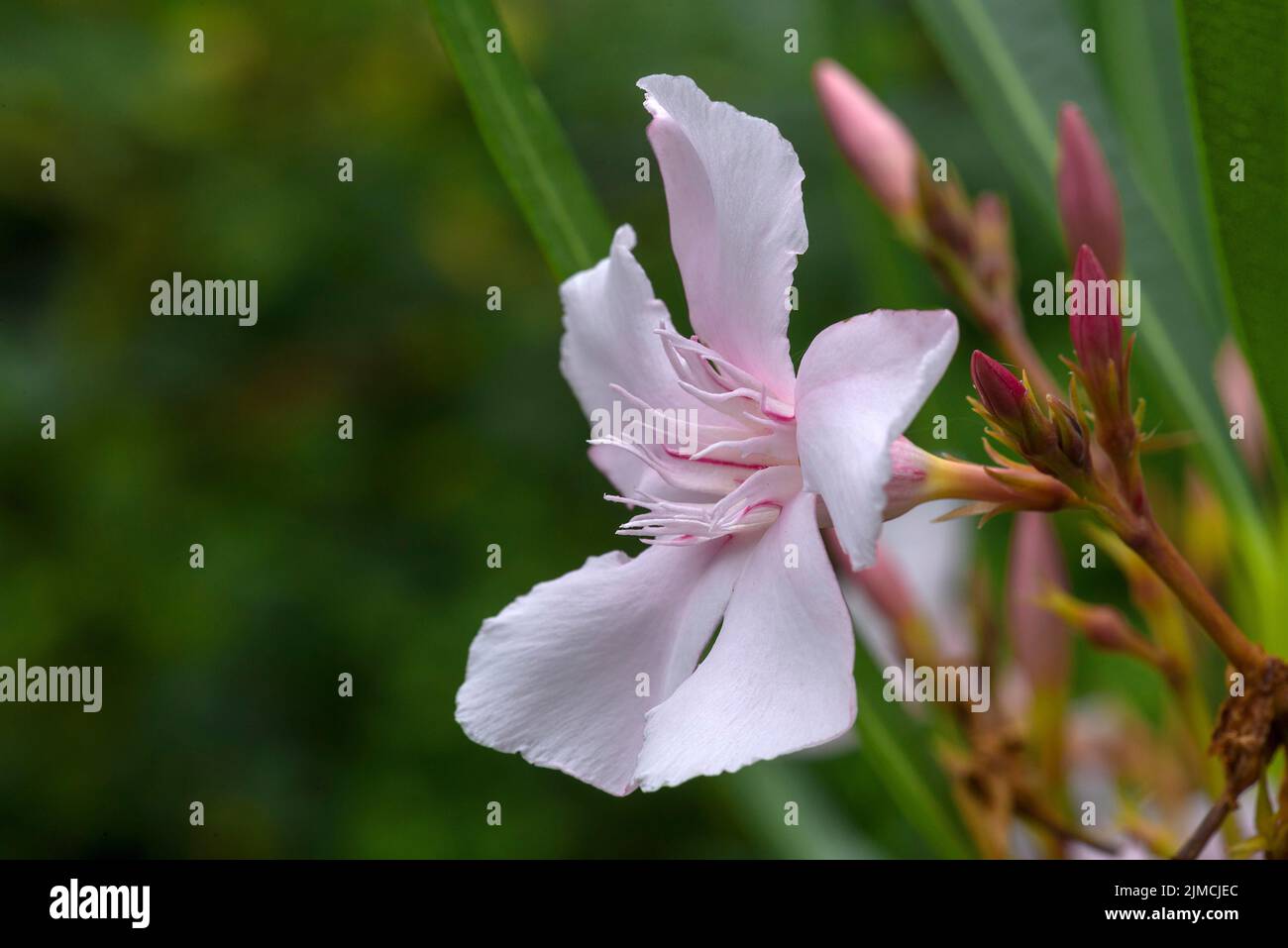 Flower of oleander (Nerium oleander), Bavaria, Germany Stock Photo - Alamy