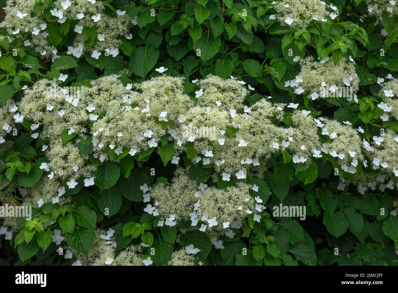 Climbing hydrangea hydrangea petiolaris hi-res stock photography and ...