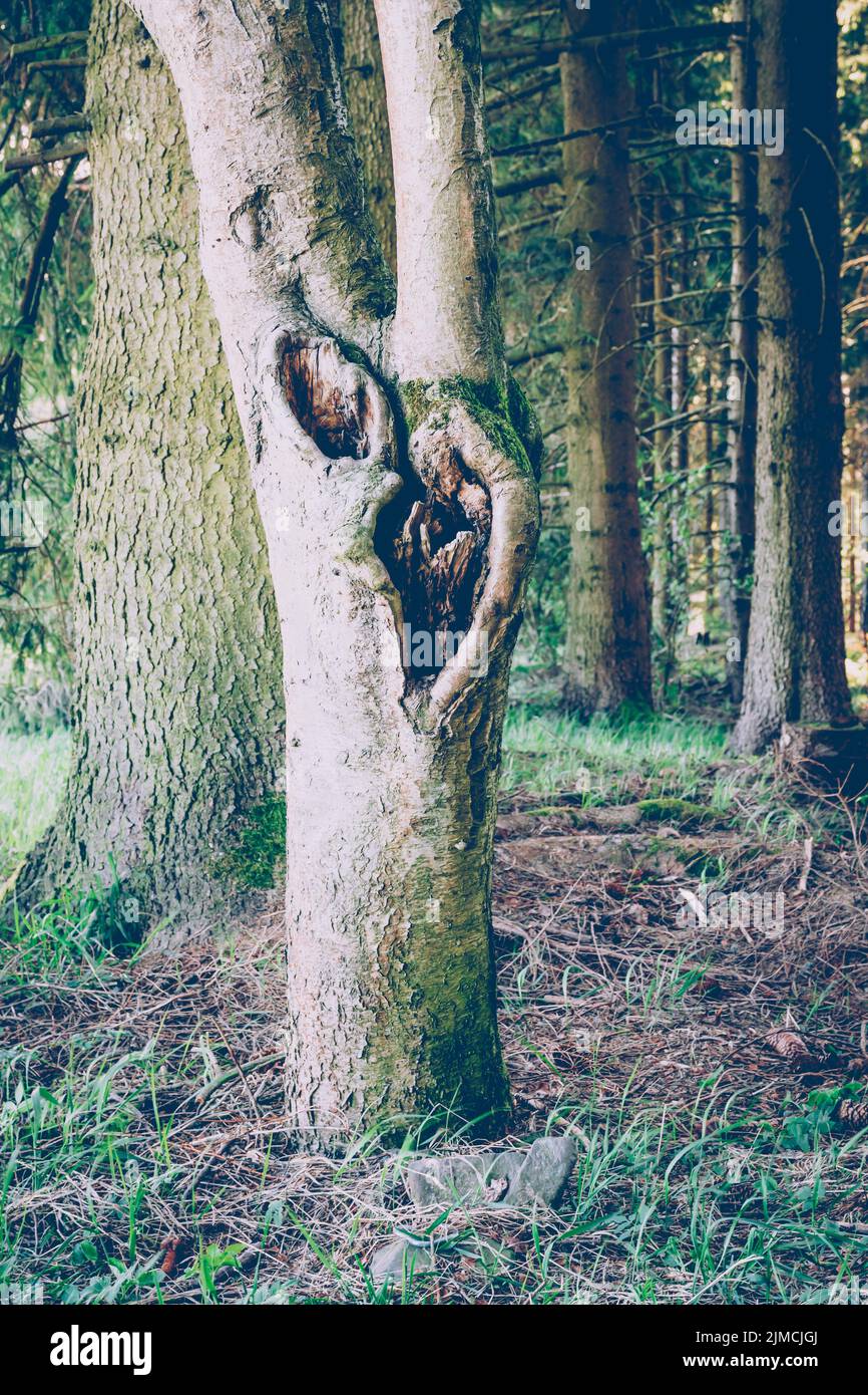 Gnarled tree branch hi-res stock photography and images - Alamy