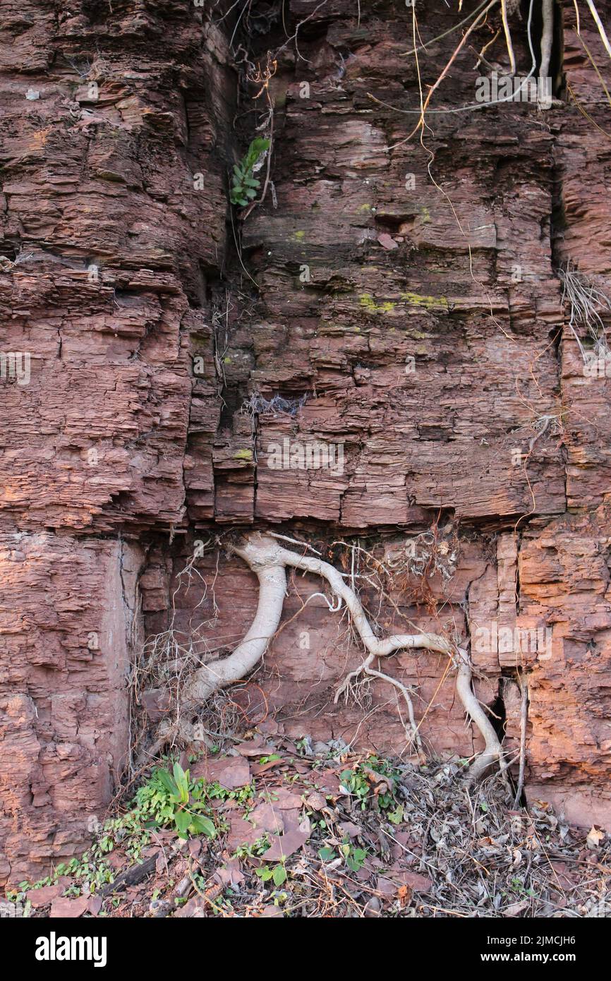 Root plates hi-res stock photography and images - Alamy