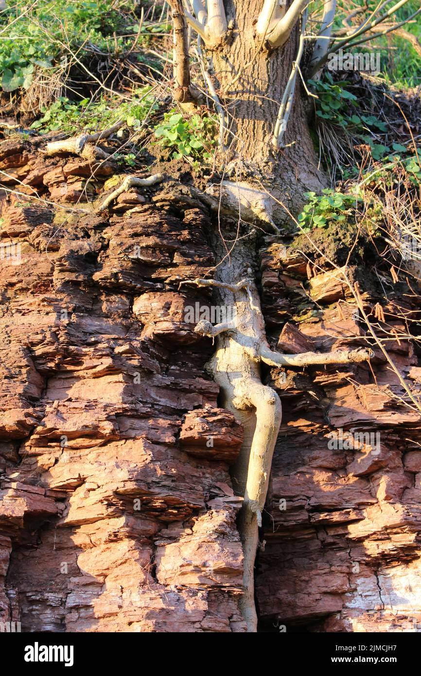 Root plates hi-res stock photography and images - Alamy