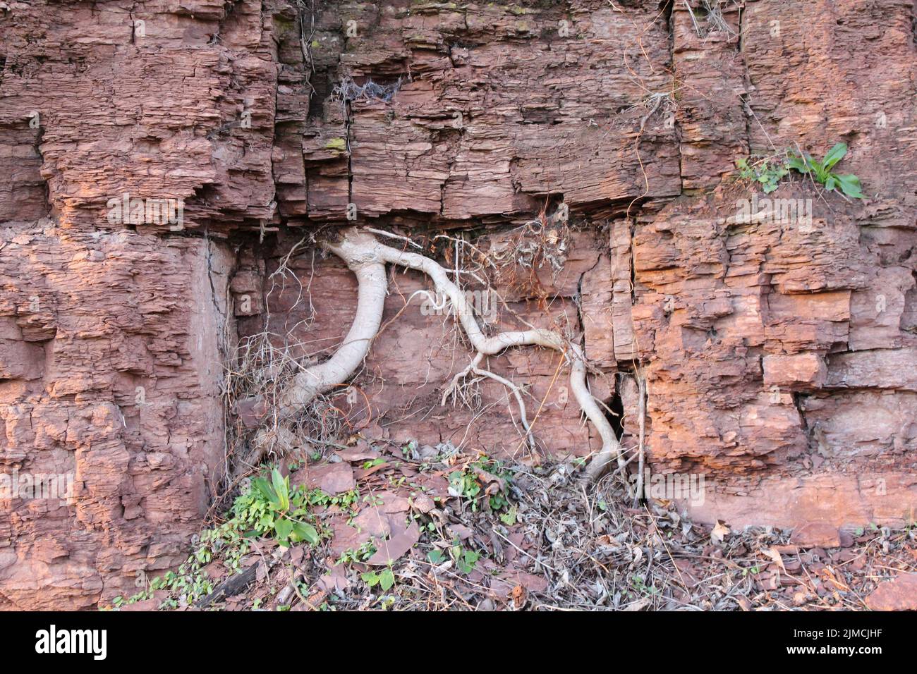 Root plates hi-res stock photography and images - Alamy