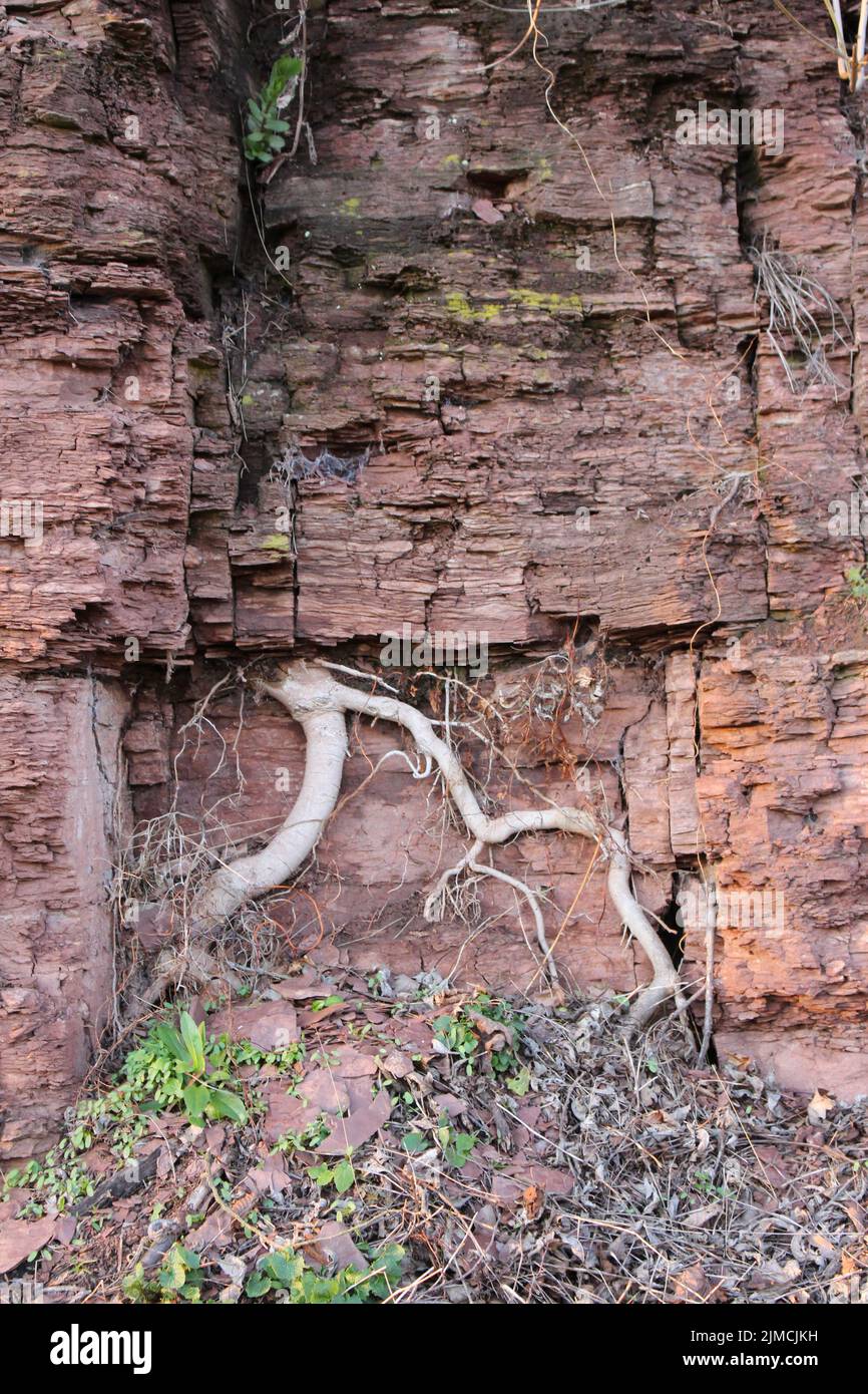 Rootwork hi-res stock photography and images - Alamy