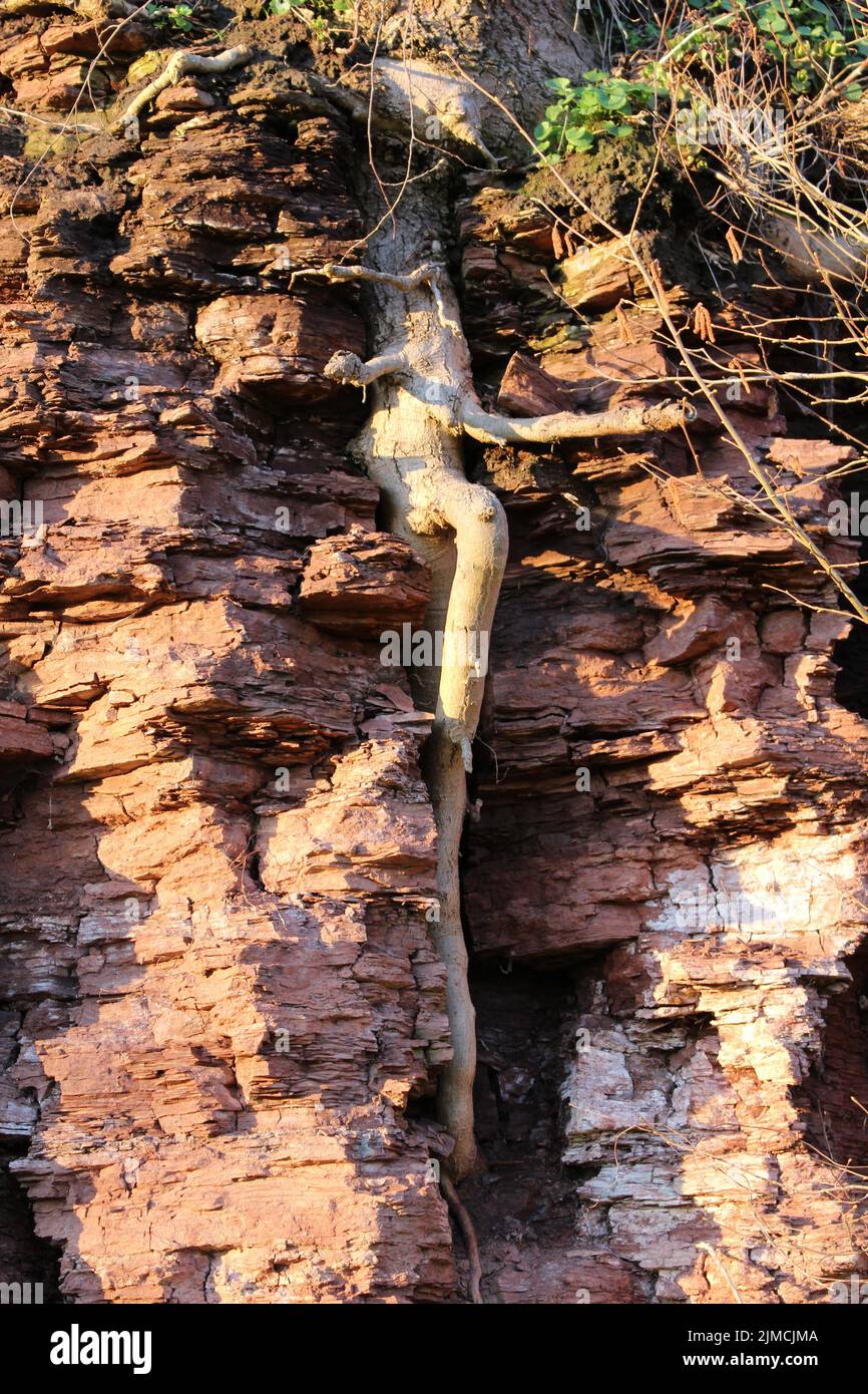 Root plates hi-res stock photography and images - Alamy