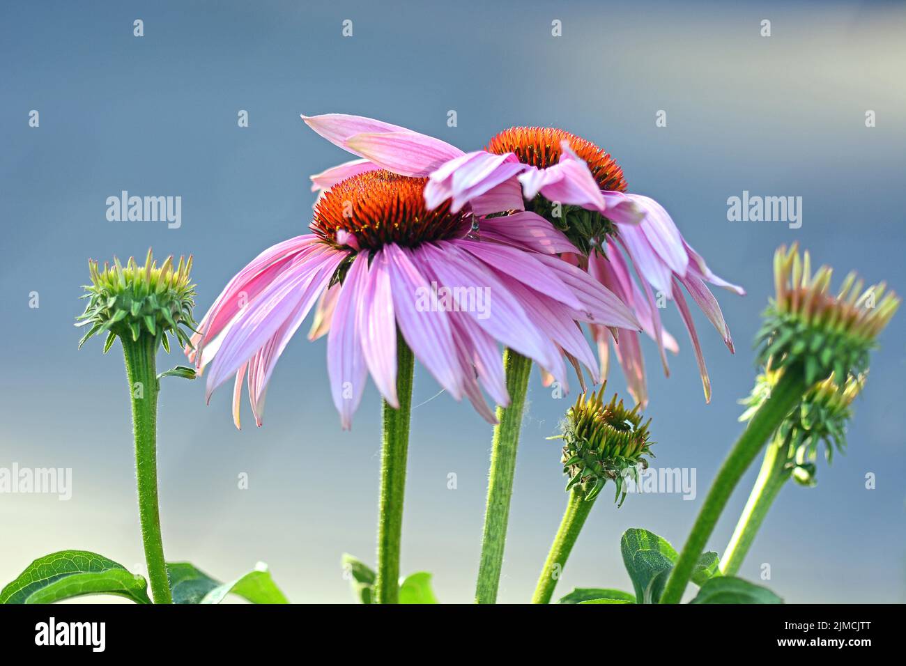 Pink flower, coneflower (Echinacea Stock Photo - Alamy