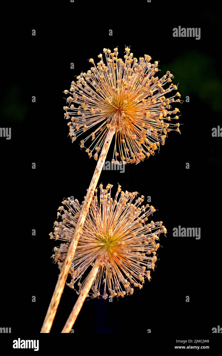 Dried flowers, ornamental garlic (Allium Stock Photo - Alamy
