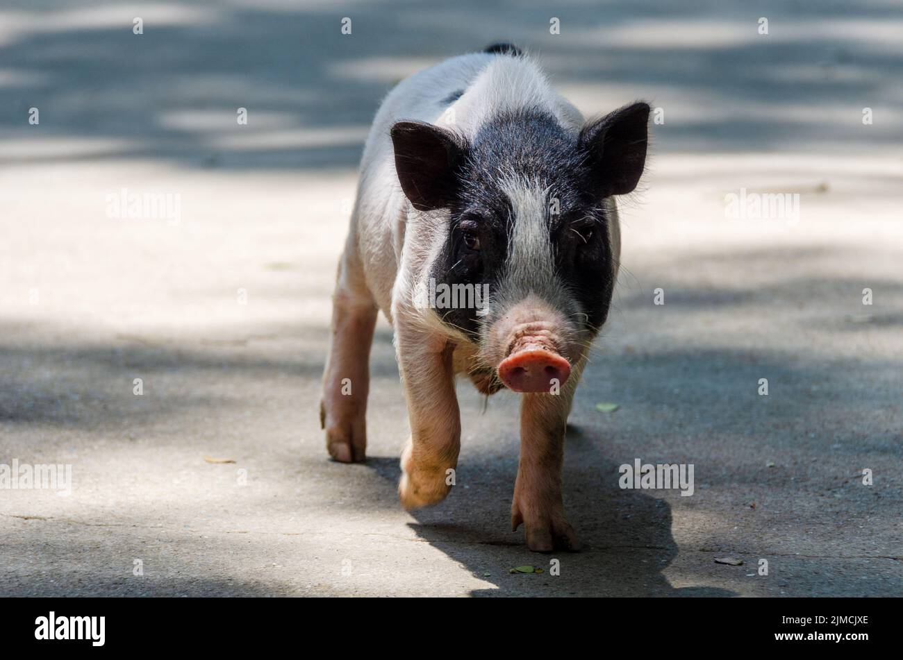 Frontal view of cute baby pig Stock Photo - Alamy