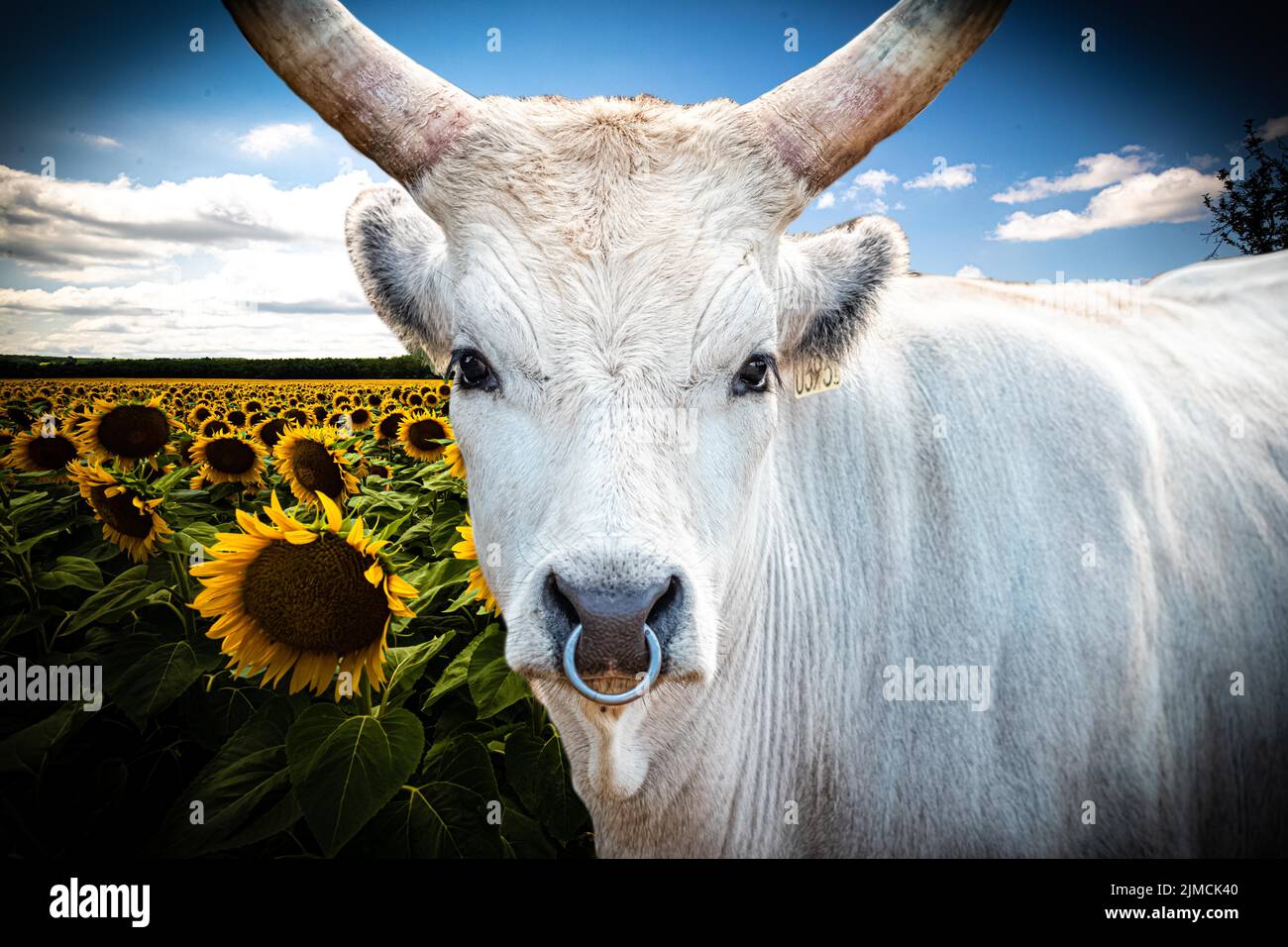Hungarian Steppe Cattle or Hungarian Grey Cattle, Hungarian ...