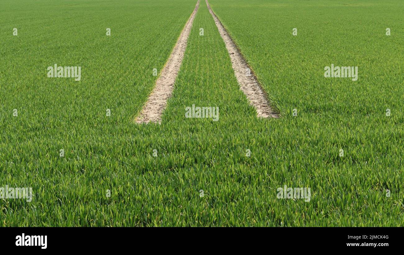 Grain wheel hi-res stock photography and images - Alamy
