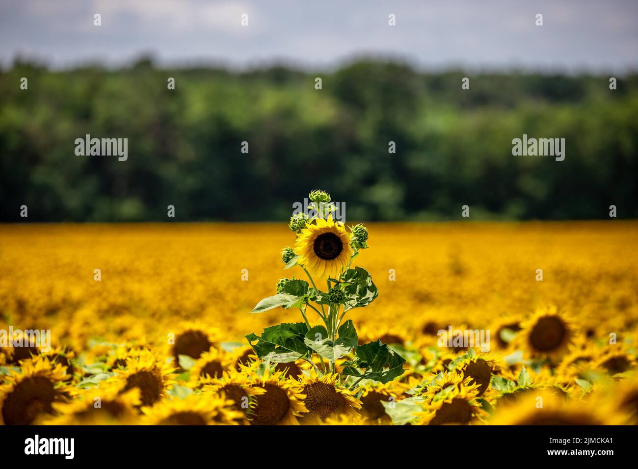 Sunflower (Helianthus annuus) in sunflower field, Lake Balaton, Hungary ...