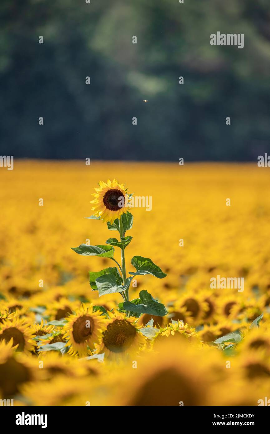 Sunflower (Helianthus annuus) in sunflower field, Lake Balaton, Hungary ...