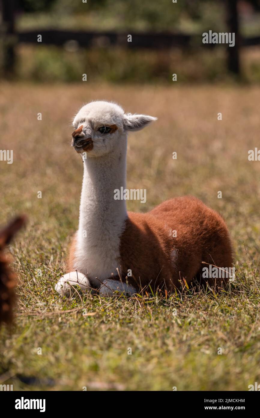 Alpaca (Vicugna pacos), young animal lying in the sun, siofok, balaton ...